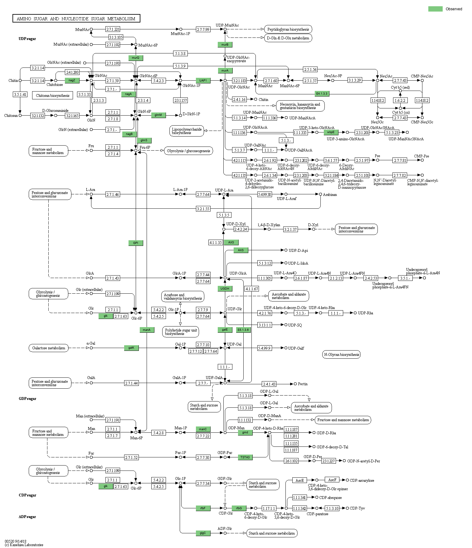 KEGG PATHWAY: Amino sugar and nucleotide sugar metabolism - Reference ...