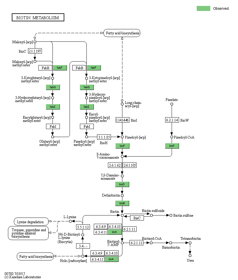 KEGG PATHWAY: Biotin metabolism - Reference pathway