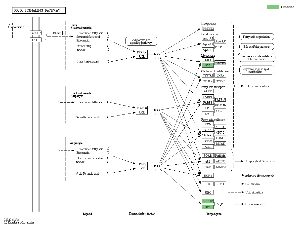 KEGG PATHWAY: PPAR signaling pathway - Reference pathway