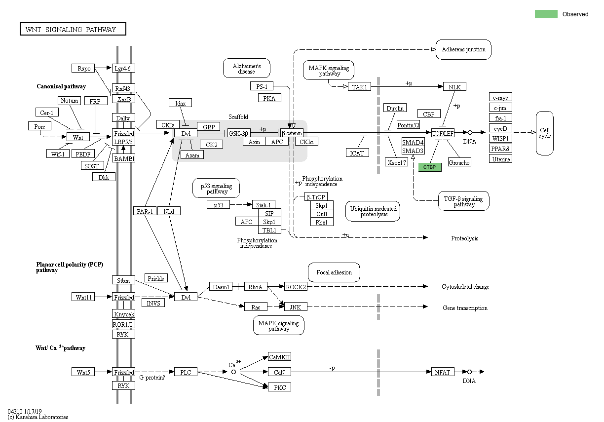 KEGG PATHWAY: Wnt signaling pathway - Reference pathway