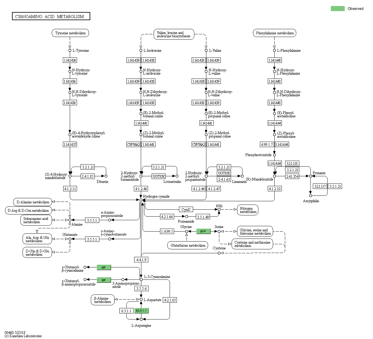 KEGG PATHWAY: Cyanoamino acid metabolism - Reference pathway
