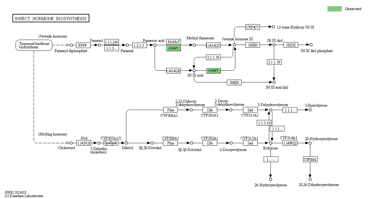 KEGG PATHWAY: Insect hormone biosynthesis - Reference pathway