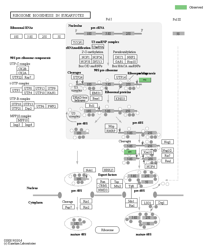 KEGG PATHWAY: Ribosome biogenesis in eukaryotes - Reference pathway