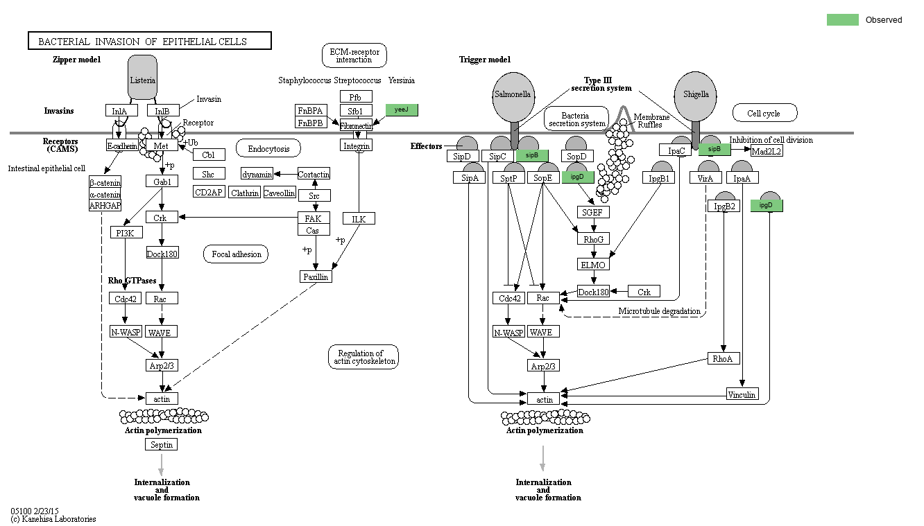 KEGG PATHWAY: Bacterial invasion of epithelial cells - Reference pathway
