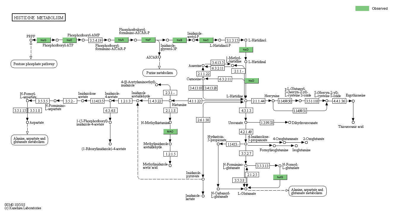 KEGG PATHWAY: Histidine metabolism - Reference pathway