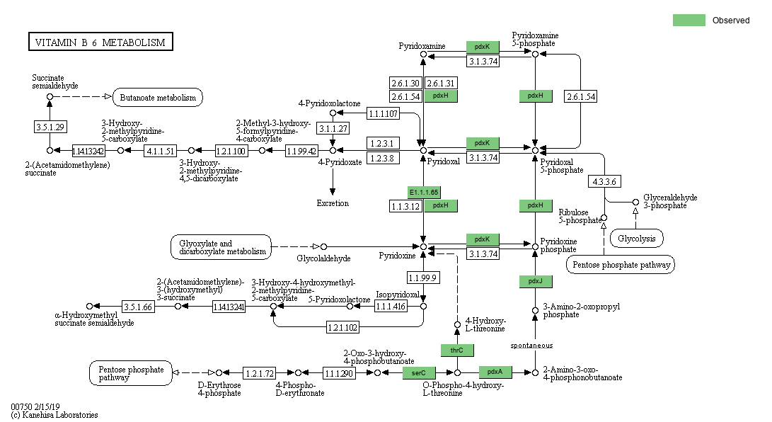 KEGG PATHWAY: Vitamin B6 metabolism - Reference pathway