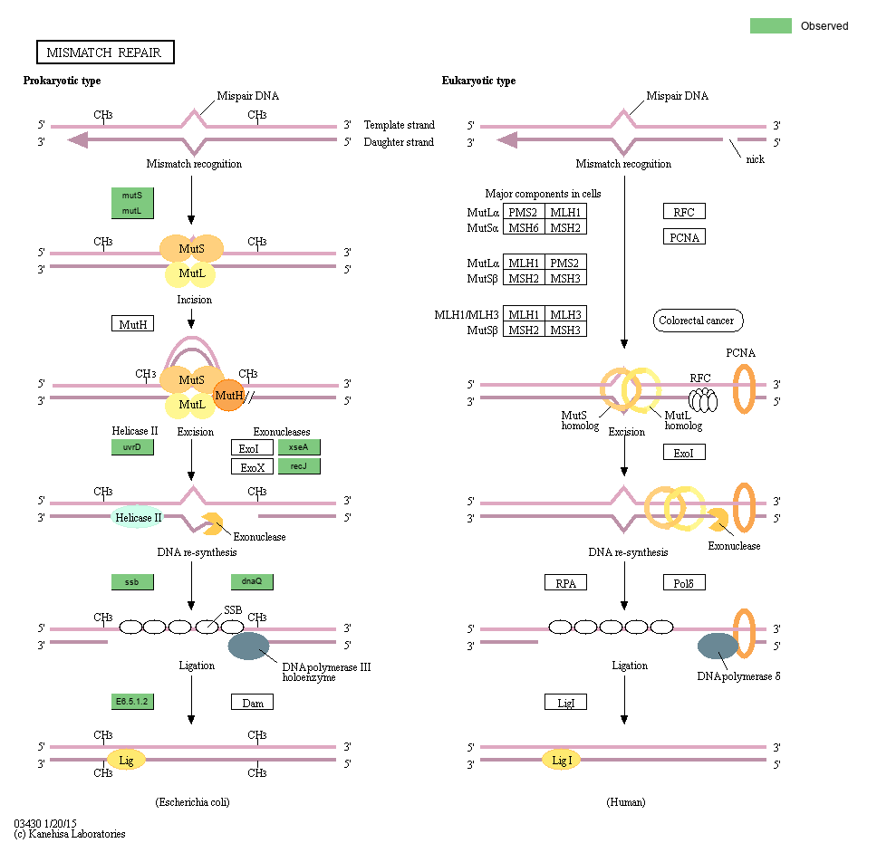 KEGG PATHWAY: Mismatch repair - Reference pathway