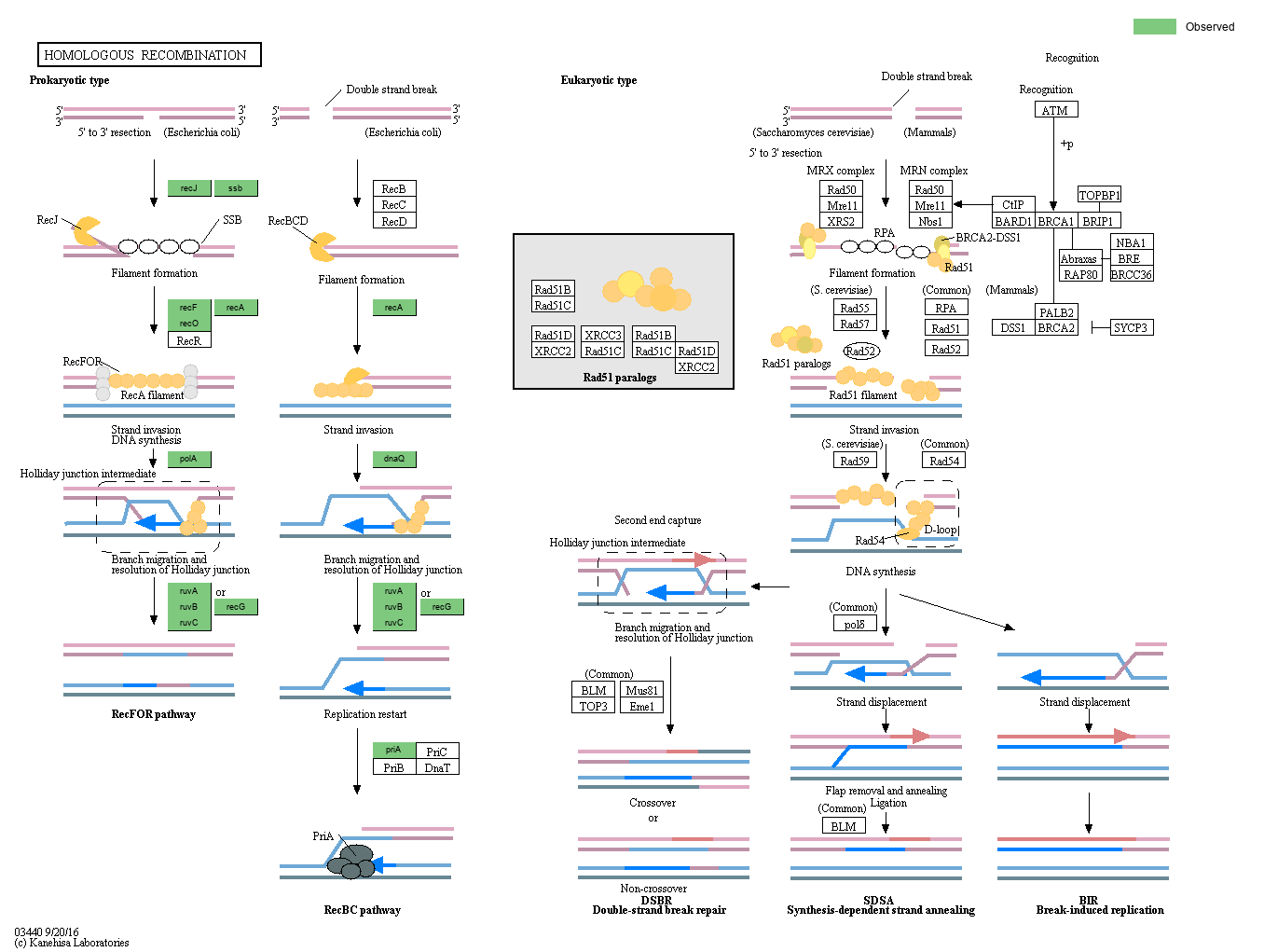 KEGG PATHWAY: Homologous recombination - Reference pathway