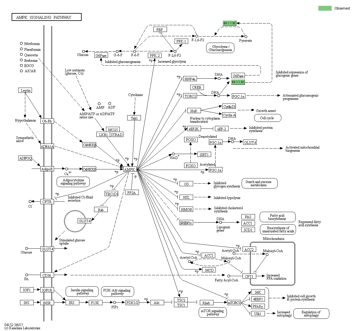 KEGG PATHWAY: AMPK signaling pathway - Reference pathway