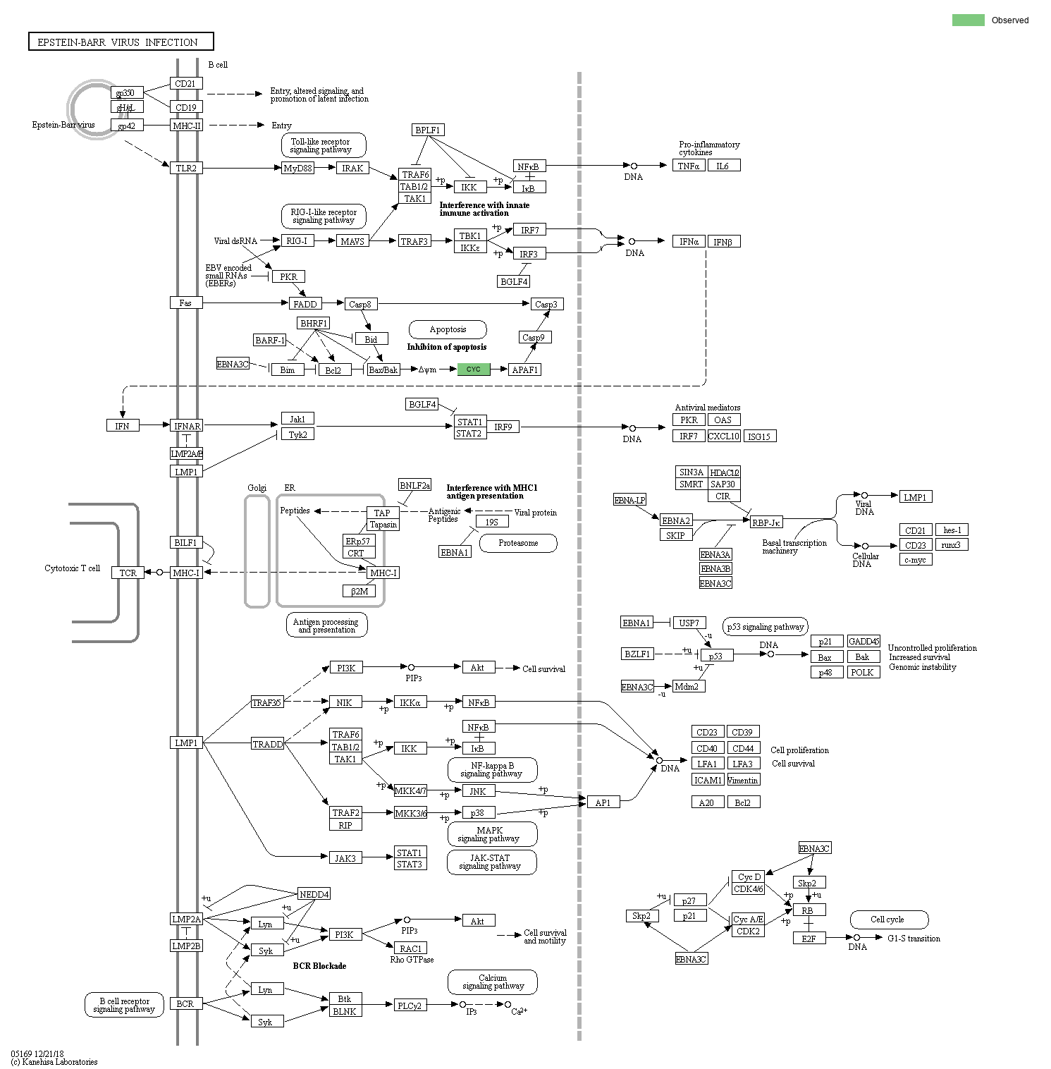 KEGG PATHWAY: Epstein-Barr virus infection - Reference pathway
