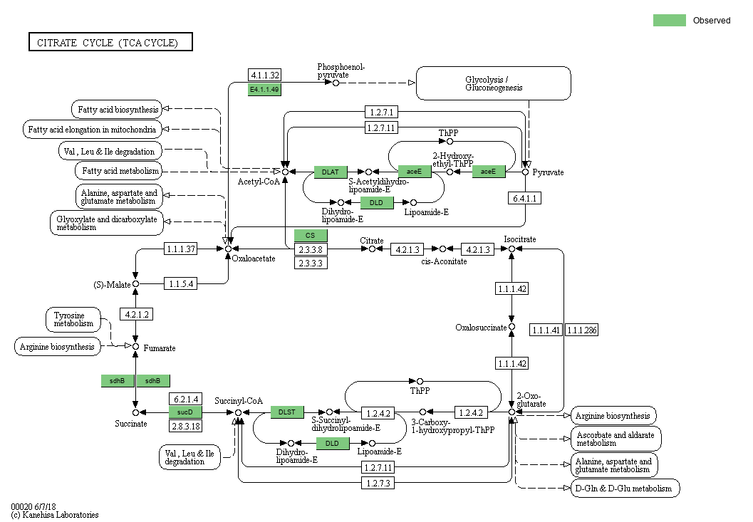KEGG PATHWAY: Citrate cycle (TCA cycle) - Reference pathway