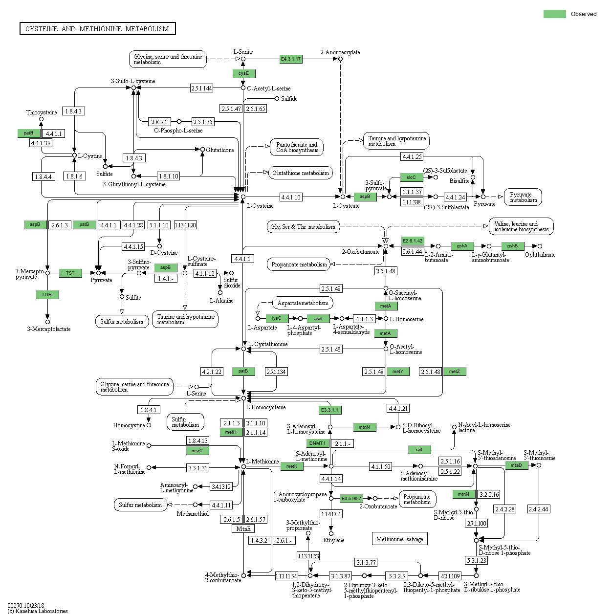 KEGG PATHWAY: Cysteine and methionine metabolism - Reference pathway