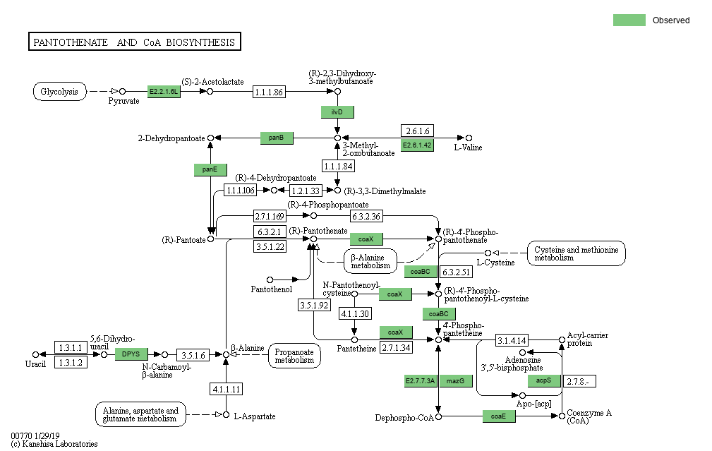 KEGG PATHWAY: Pantothenate and CoA biosynthesis - Reference pathway