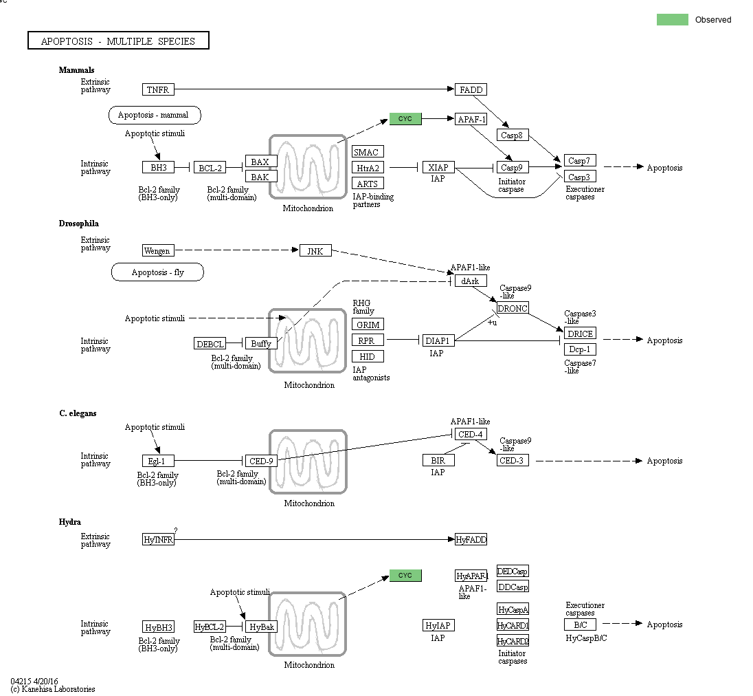 KEGG PATHWAY: Apoptosis - multiple species - Reference pathway