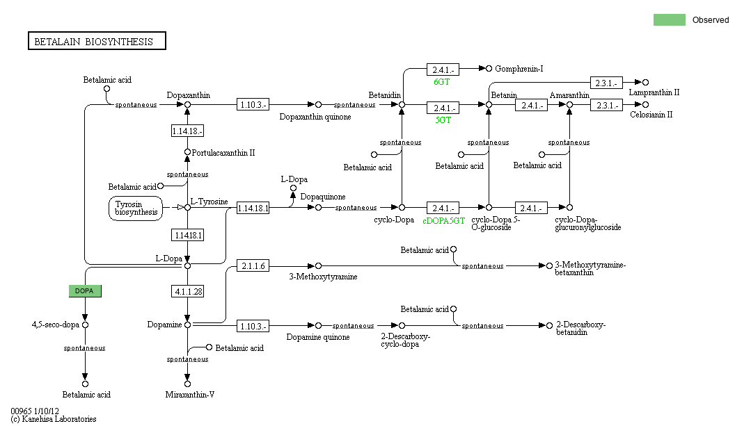 KEGG PATHWAY: Betalain biosynthesis - Reference pathway