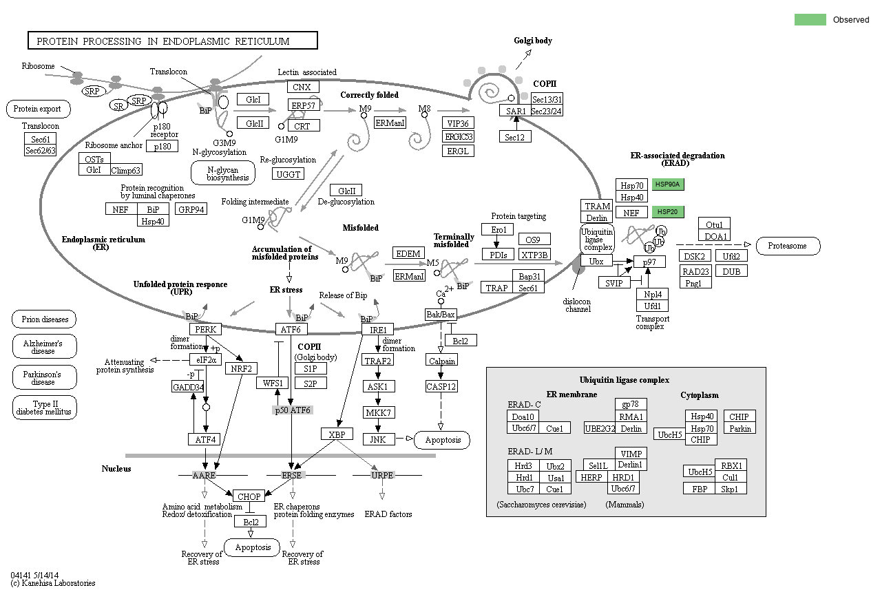 KEGG PATHWAY: Protein processing in endoplasmic reticulum - Reference ...