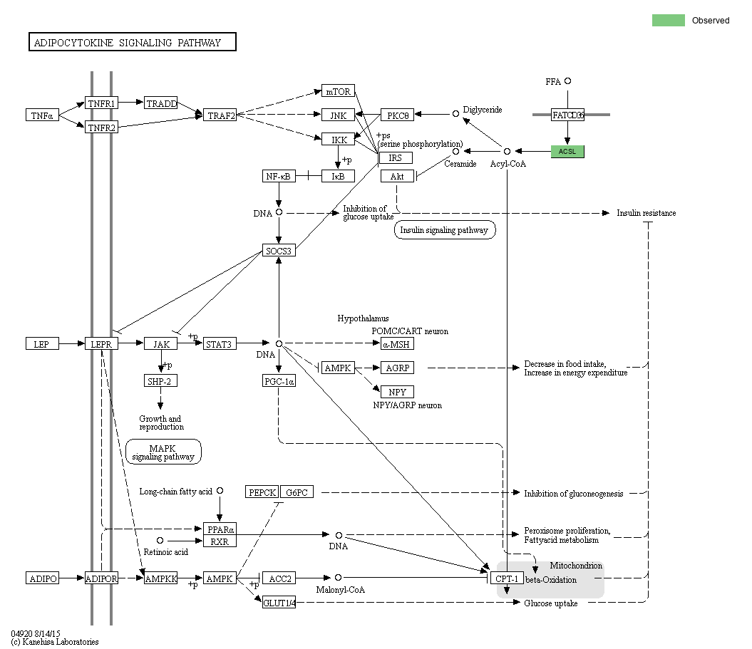 Kegg Pathway Adipocytokine Signaling Pathway Reference Pathway