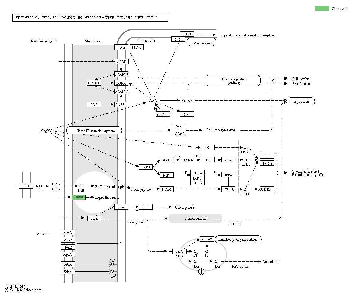 KEGG PATHWAY: Epithelial cell signaling in Helicobacter pylori infection - Reference pathway