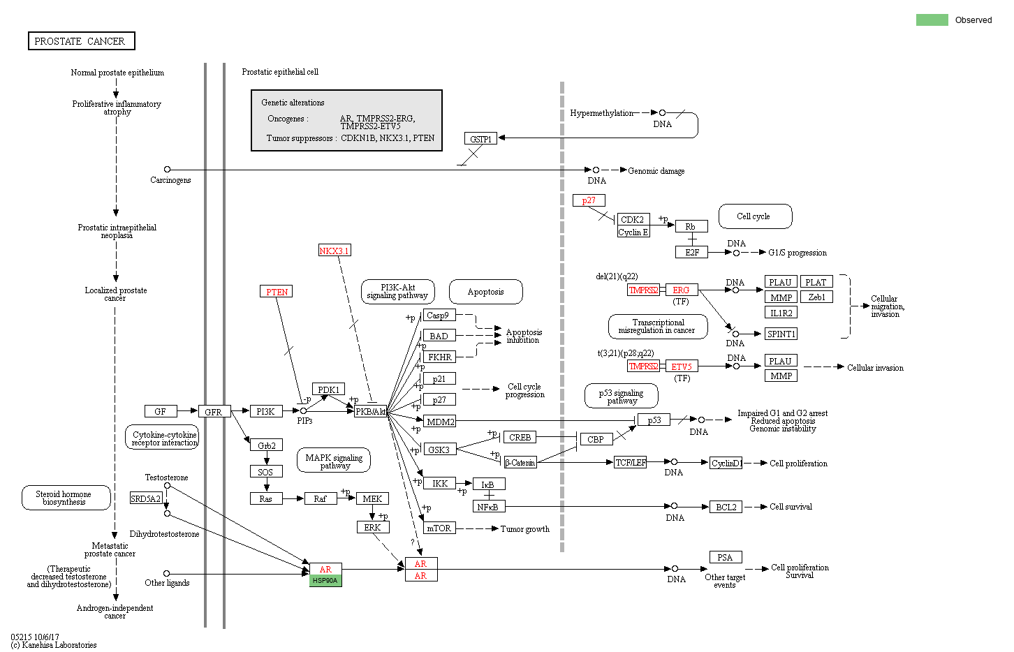 KEGG PATHWAY: Prostate cancer - Reference pathway