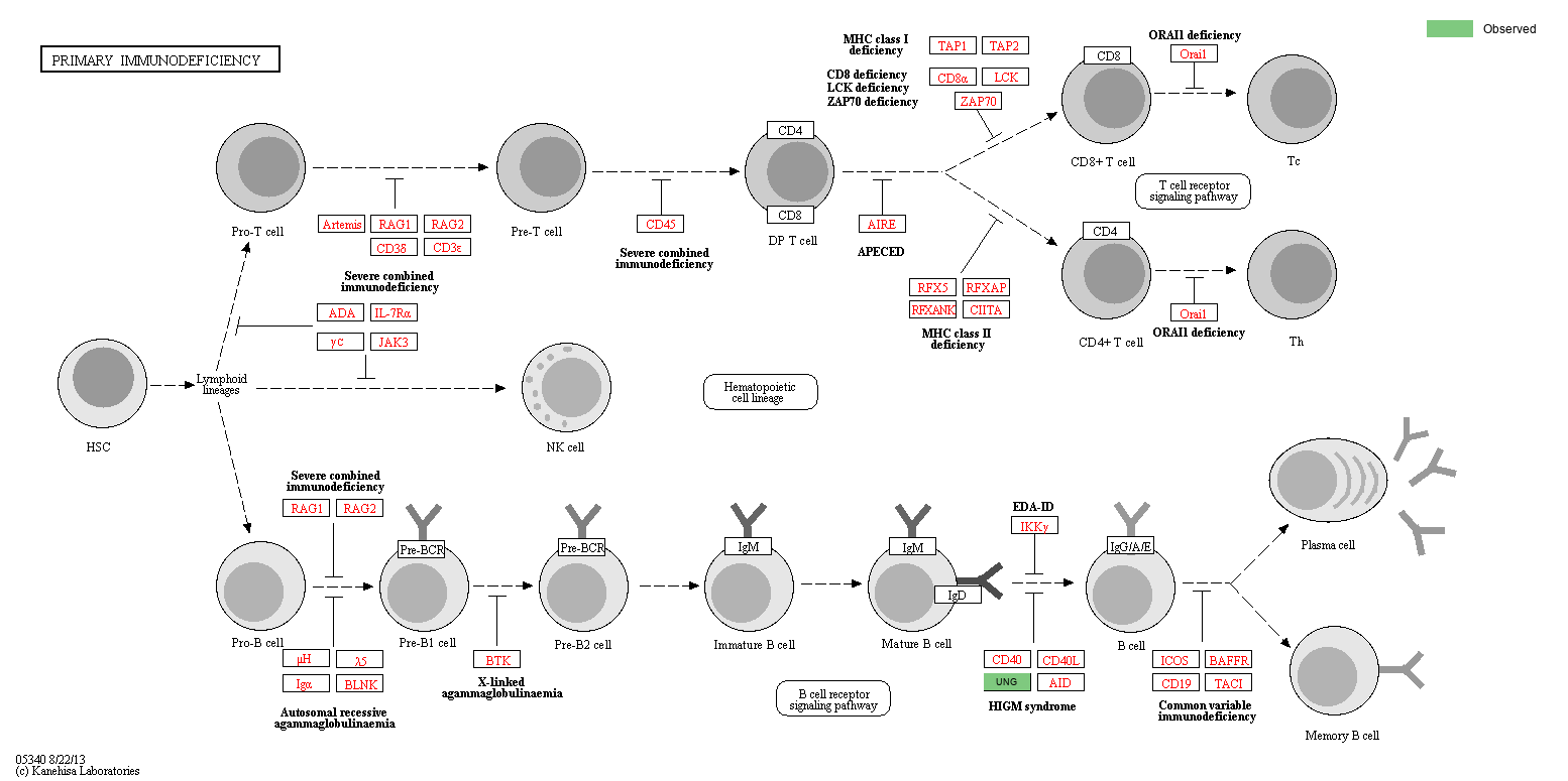 KEGG PATHWAY: Primary immunodeficiency - Reference pathway