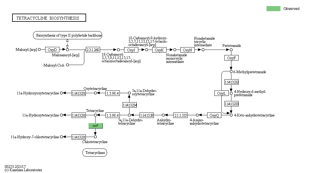 KEGG PATHWAY: Tetracycline biosynthesis - Reference pathway