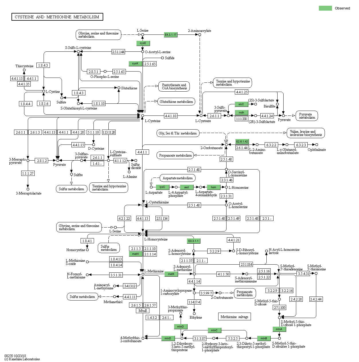 KEGG PATHWAY: Cysteine and methionine metabolism - Reference pathway