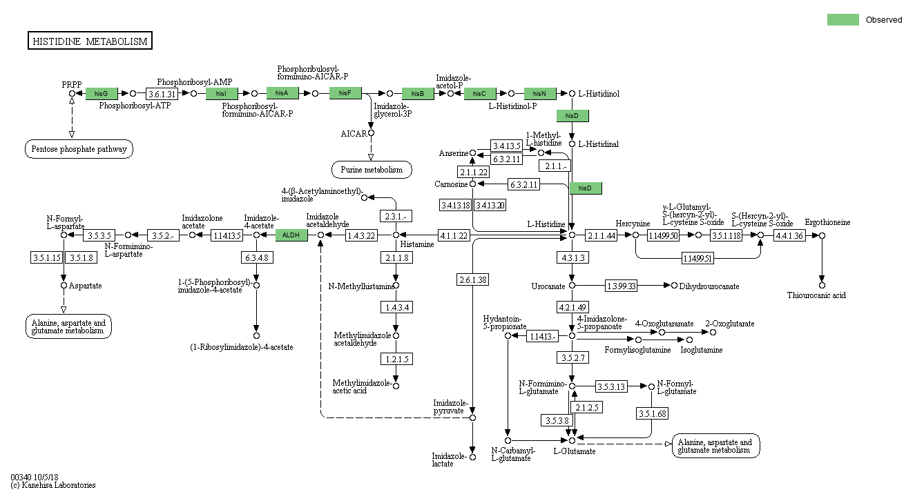 KEGG PATHWAY: Histidine metabolism - Reference pathway