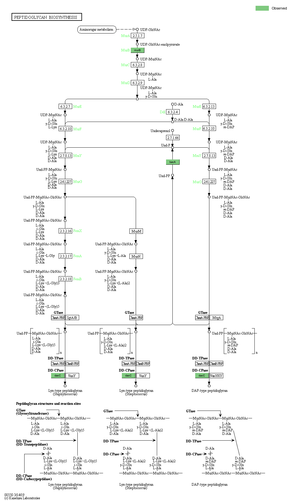 KEGG PATHWAY: Peptidoglycan biosynthesis - Reference pathway