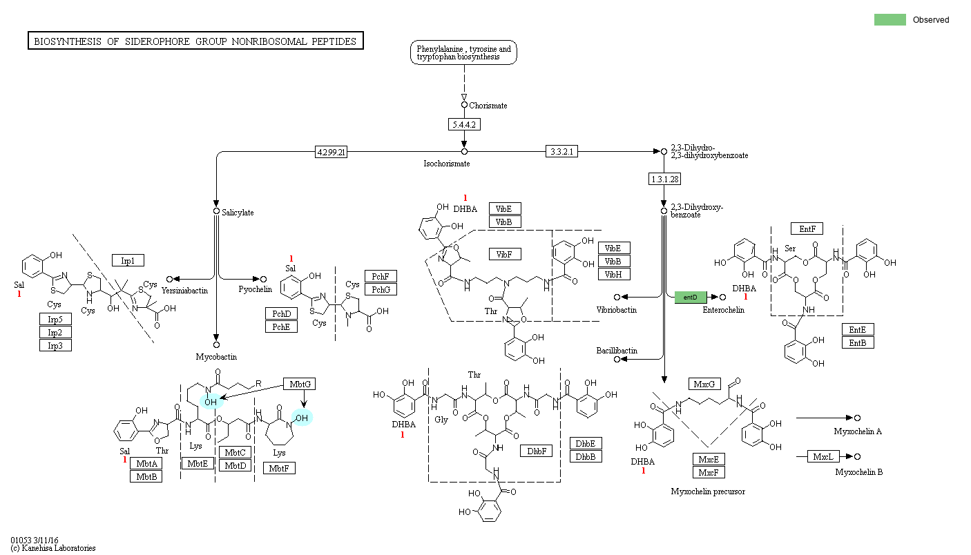 KEGG PATHWAY: Biosynthesis of siderophore group nonribosomal peptides ...