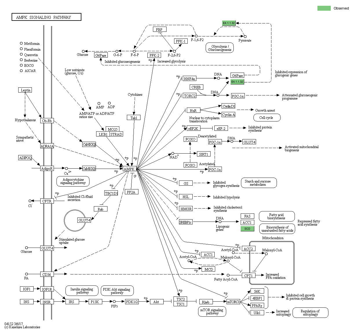 KEGG PATHWAY: AMPK signaling pathway - Reference pathway