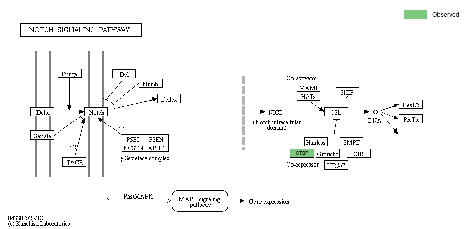 KEGG PATHWAY: Notch signaling pathway - Reference pathway