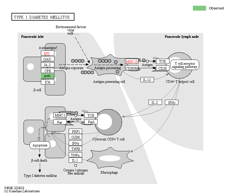 KEGG PATHWAY: Type I diabetes mellitus - Reference pathway
