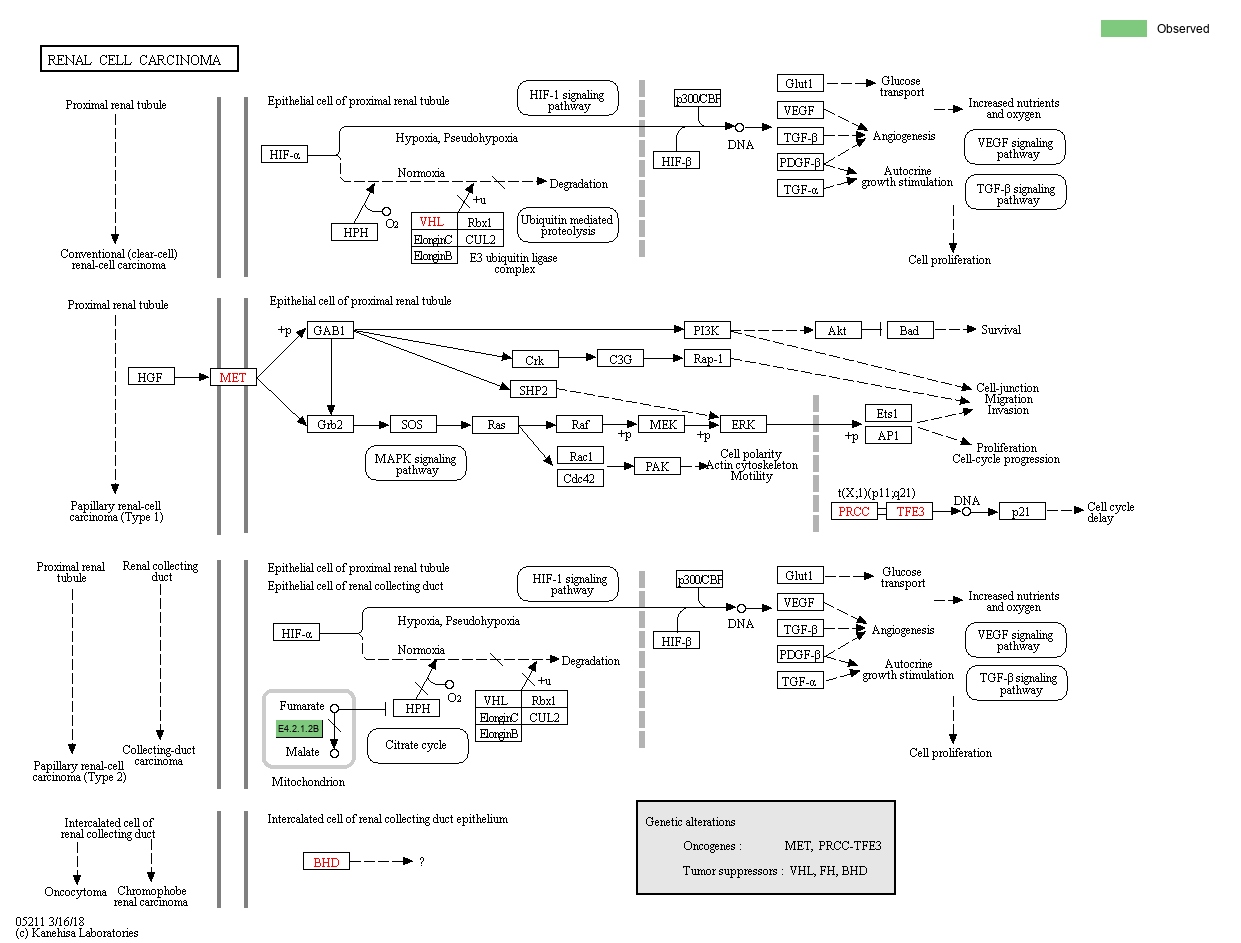 KEGG PATHWAY: Renal cell carcinoma - Reference pathway