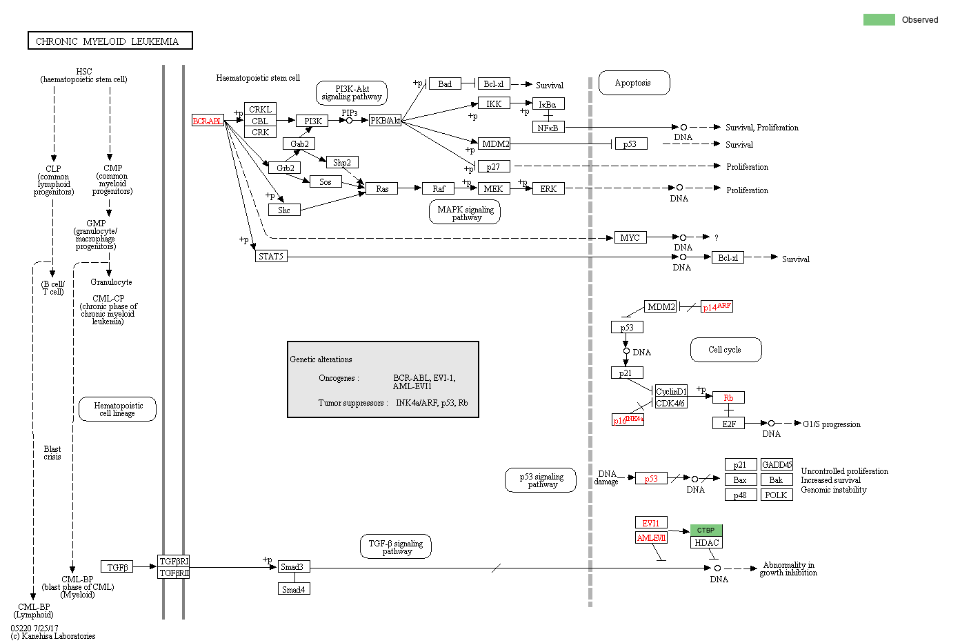 KEGG PATHWAY: Chronic myeloid leukemia - Reference pathway