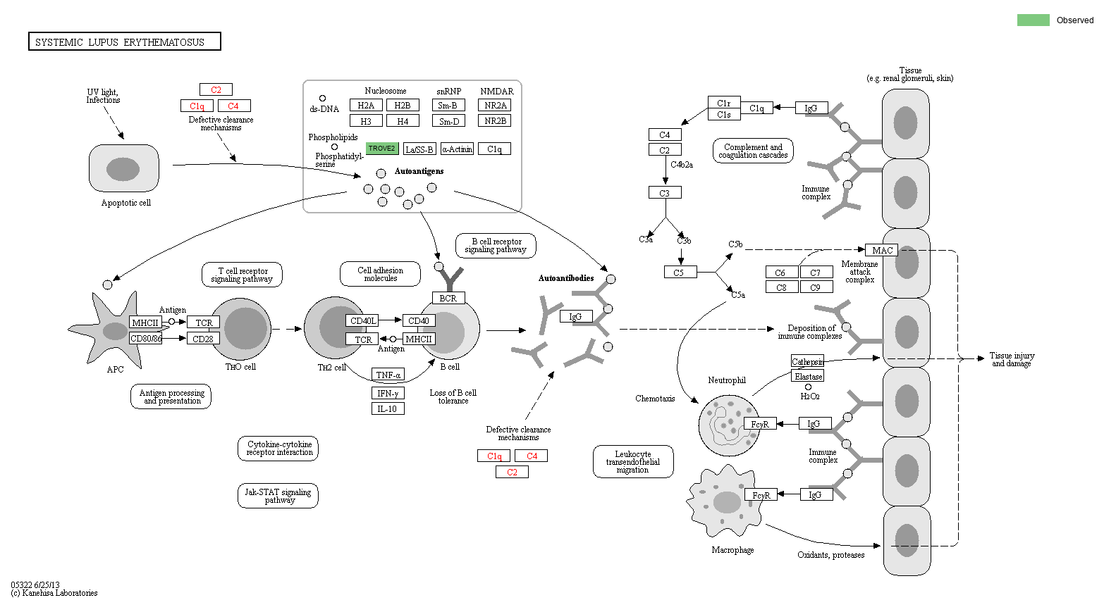 KEGG PATHWAY: Systemic lupus erythematosus - Reference pathway