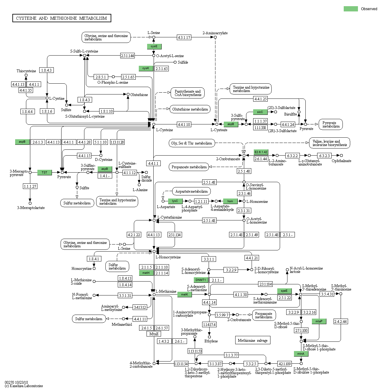 KEGG PATHWAY: Cysteine and methionine metabolism - Reference pathway