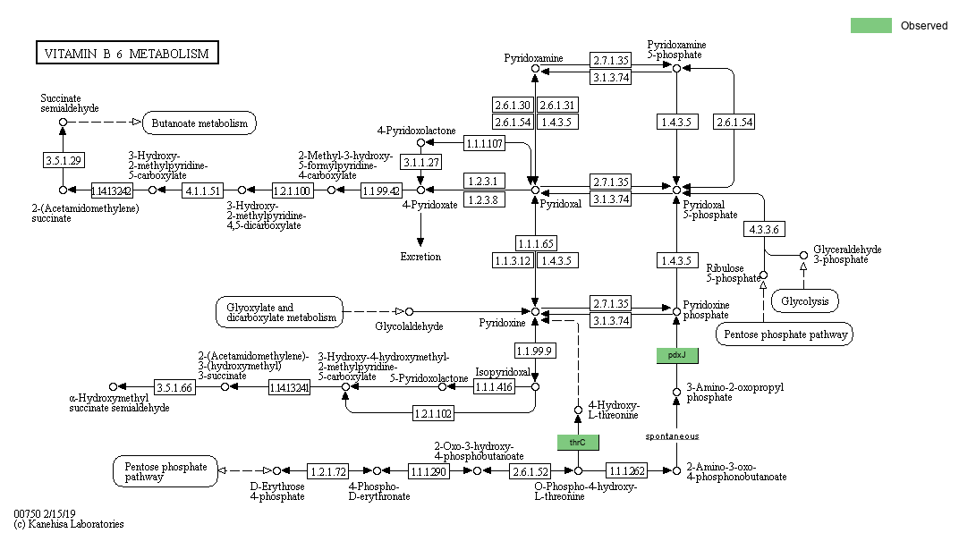 Kegg Pathway Vitamin B6 Metabolism Reference Pathway
