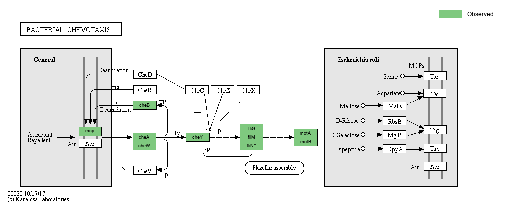 KEGG PATHWAY: Bacterial chemotaxis - Reference pathway