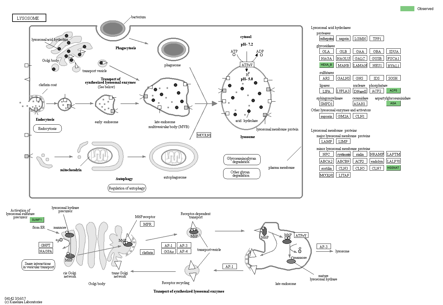 KEGG PATHWAY: Lysosome - Reference pathway