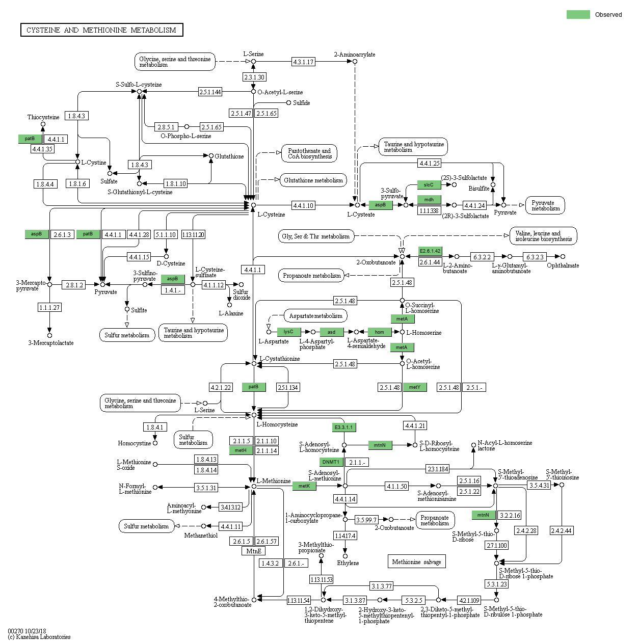 KEGG PATHWAY: Cysteine and methionine metabolism - Reference pathway
