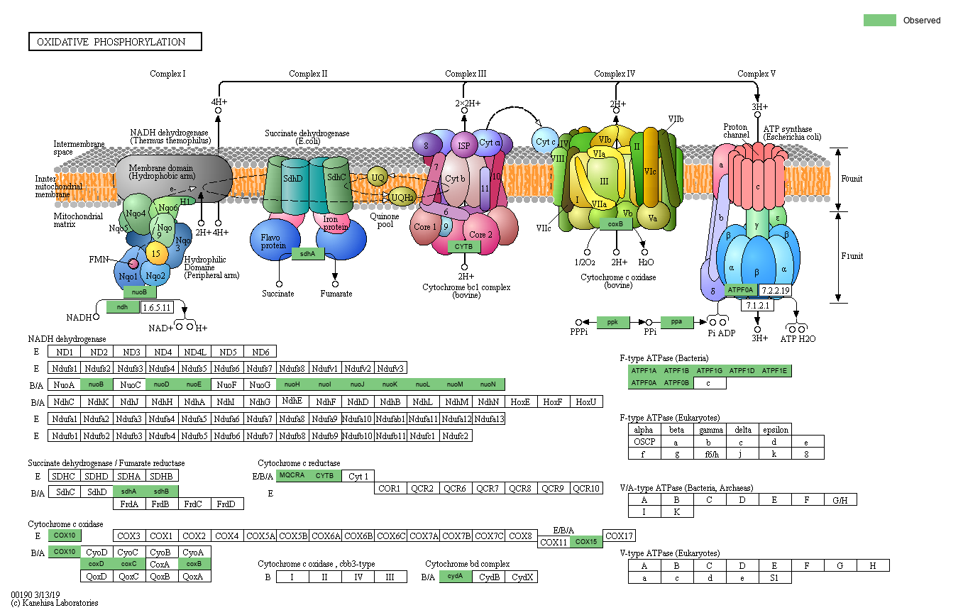 KEGG PATHWAY: Oxidative phosphorylation - Reference pathway