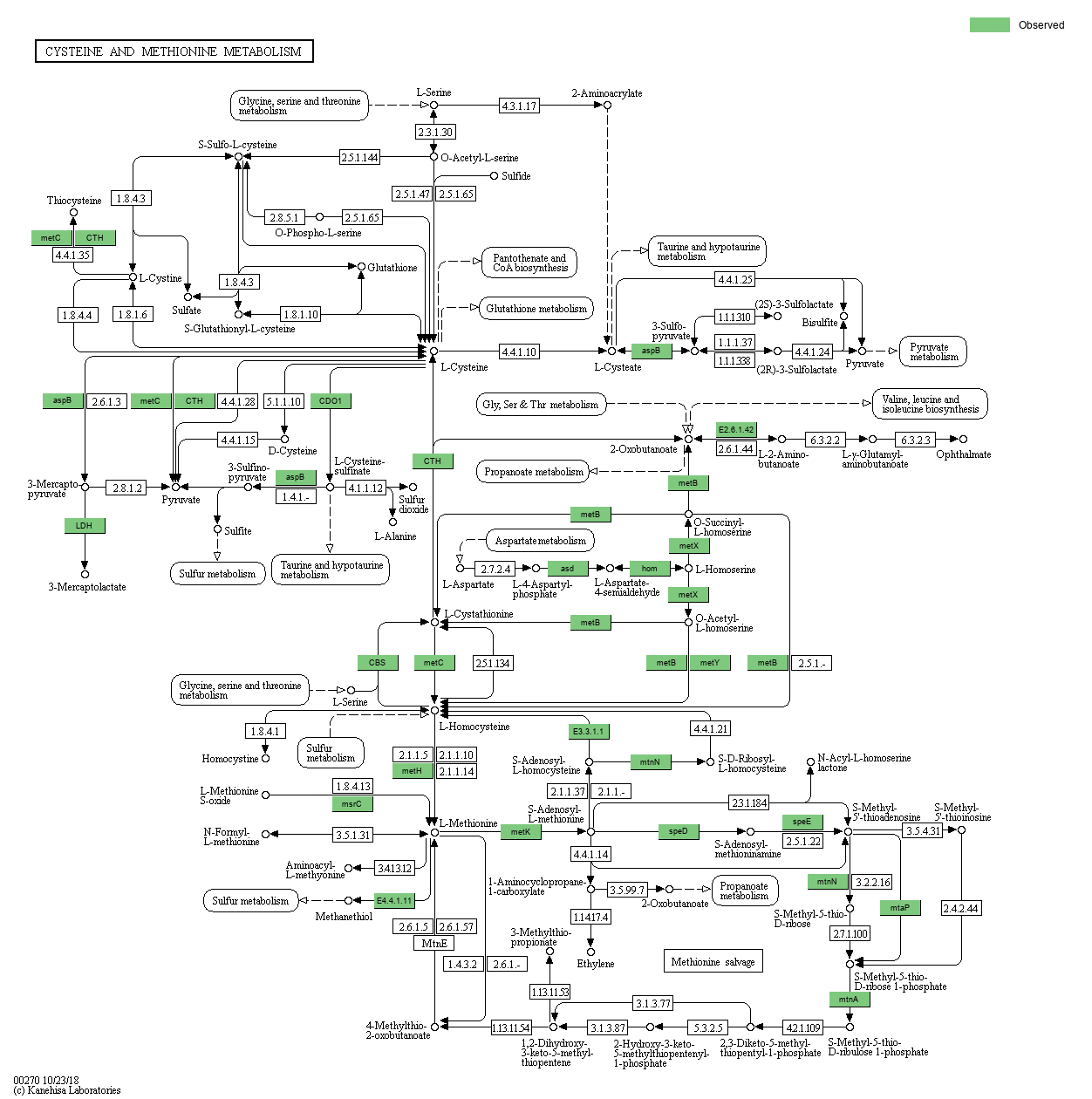 KEGG PATHWAY: Cysteine and methionine metabolism - Reference pathway