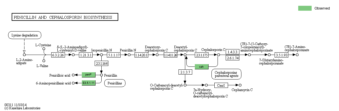 KEGG PATHWAY: Penicillin and cephalosporin biosynthesis - Reference pathway