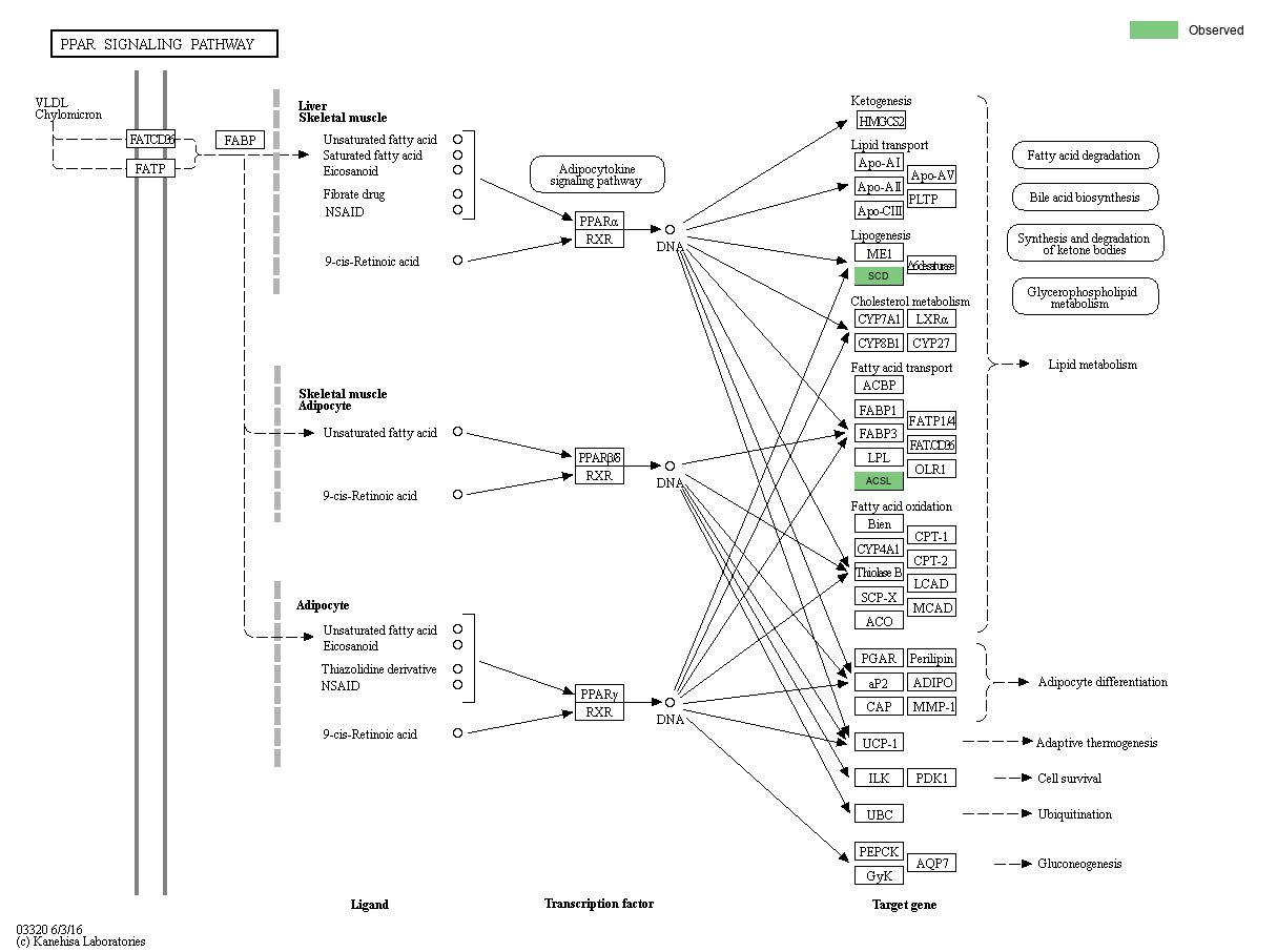 KEGG PATHWAY: PPAR signaling pathway - Reference pathway