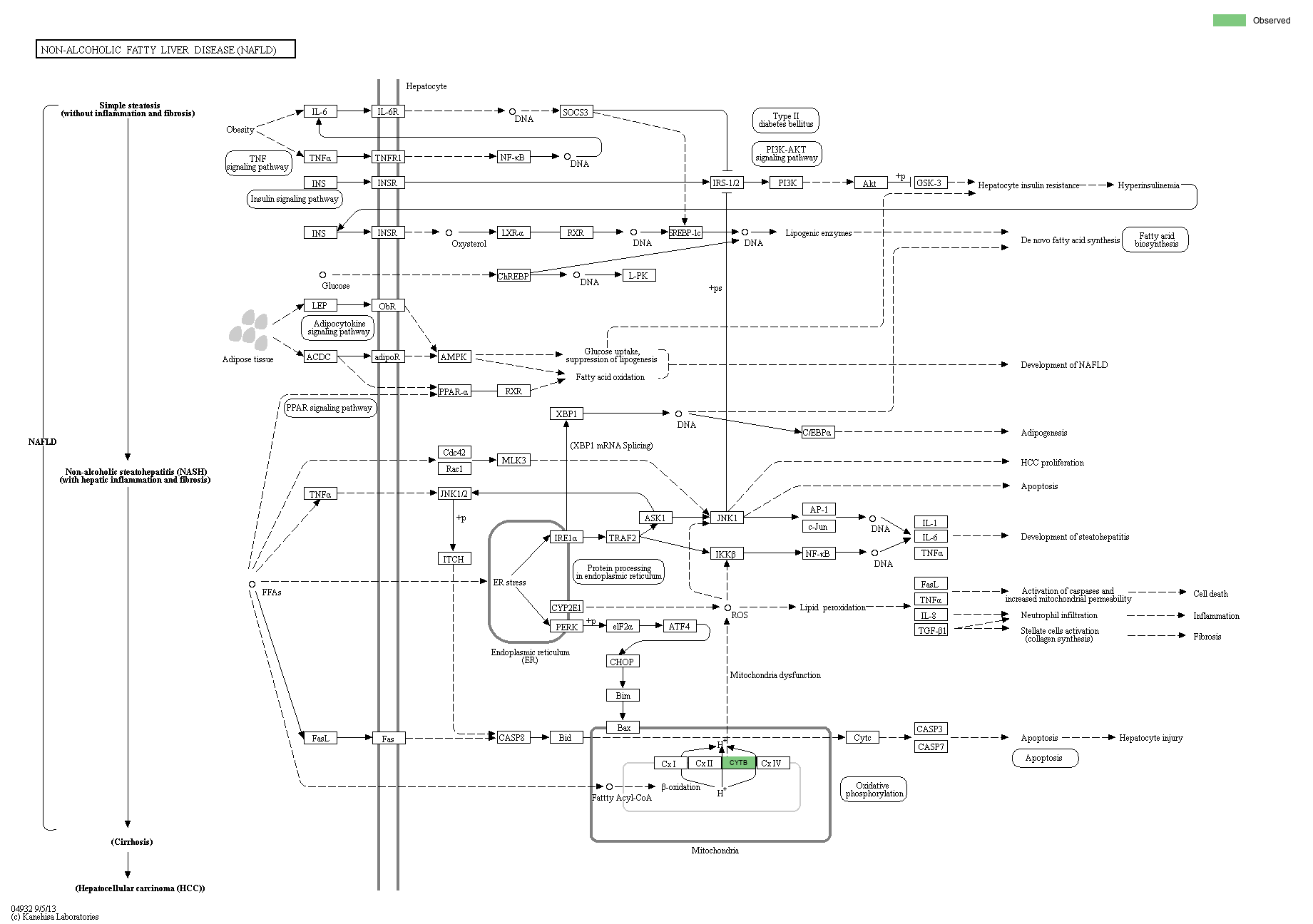 KEGG PATHWAY: Non-alcoholic fatty liver disease (NAFLD) - Reference pathway