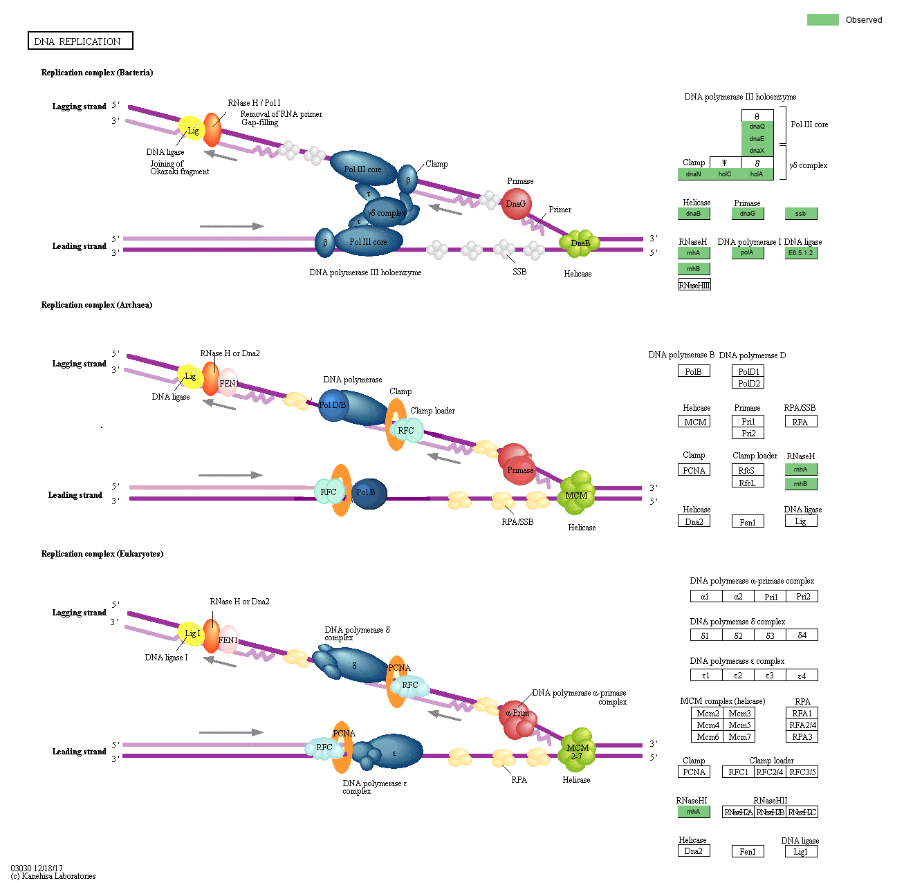 KEGG PATHWAY: DNA replication - Reference pathway