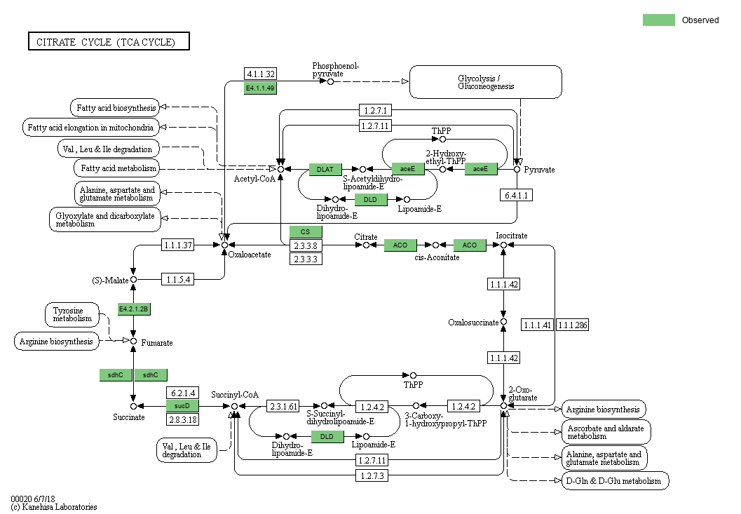 KEGG PATHWAY: Citrate cycle (TCA cycle) - Reference pathway