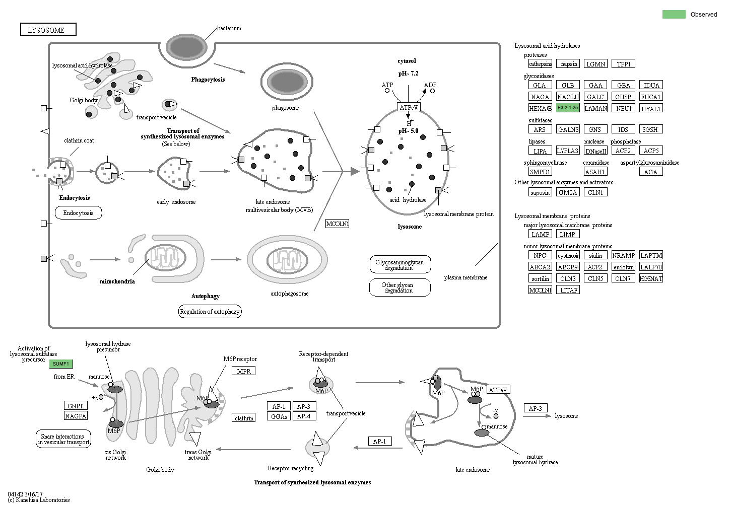 KEGG PATHWAY: Lysosome - Reference pathway