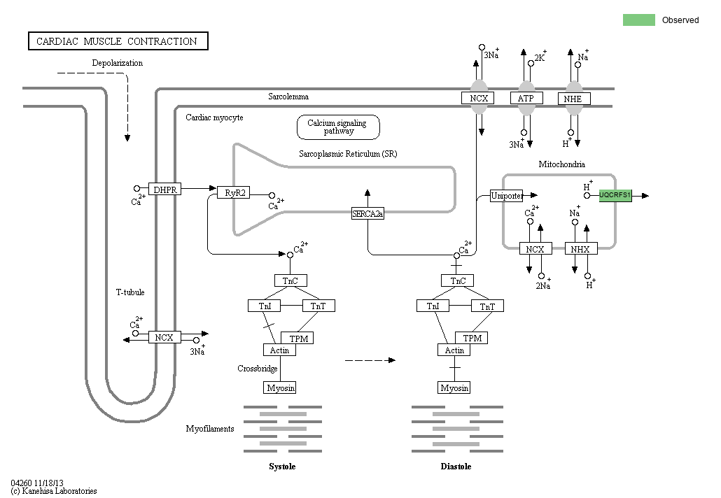KEGG PATHWAY: Cardiac muscle contraction - Reference pathway