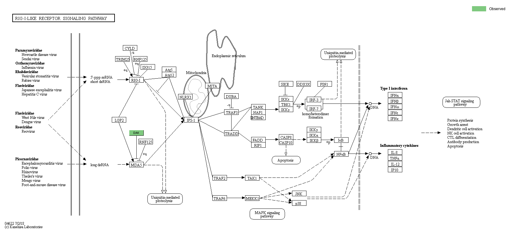 KEGG PATHWAY: RIG-I-like receptor signaling pathway - Reference pathway